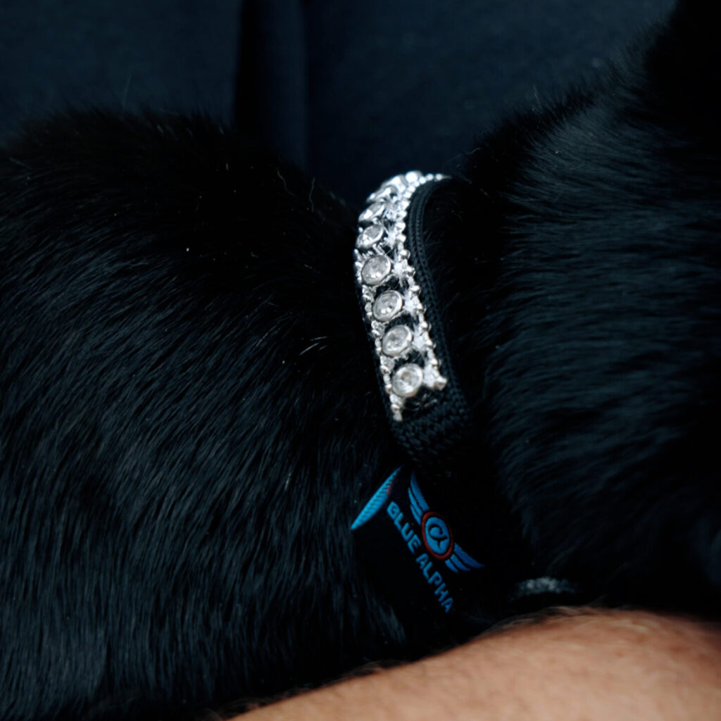 Kitten Collar🐱 | Blue Alpha